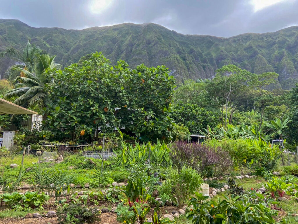 Second Nature Farm Hawaii Blog | Second Nature Farm Hawaii | ハワイ・オアフ島の ...