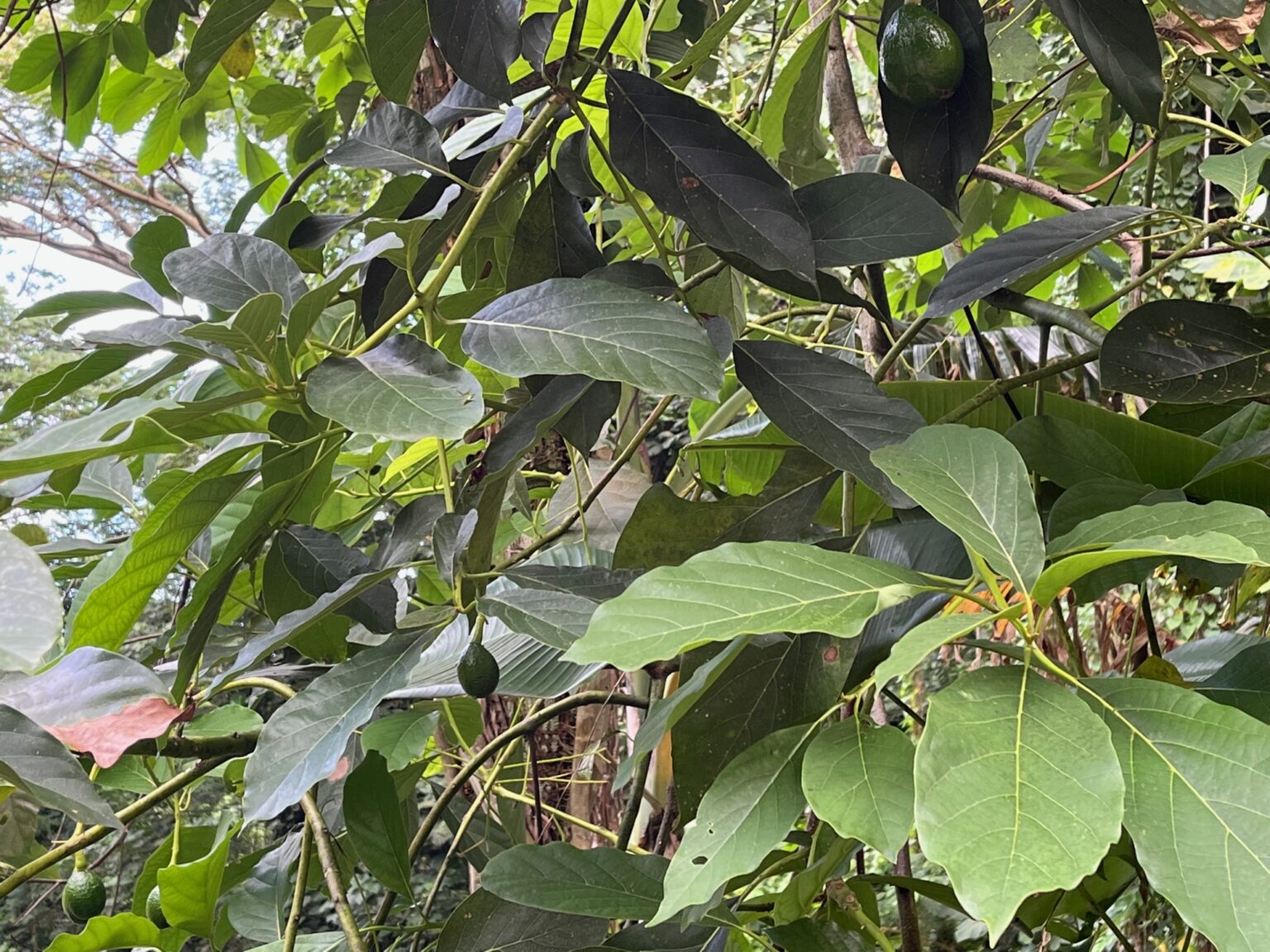 The regrowth of the avocado tree | Second Nature Farm Hawaii | ハワイ・オアフ島 ...