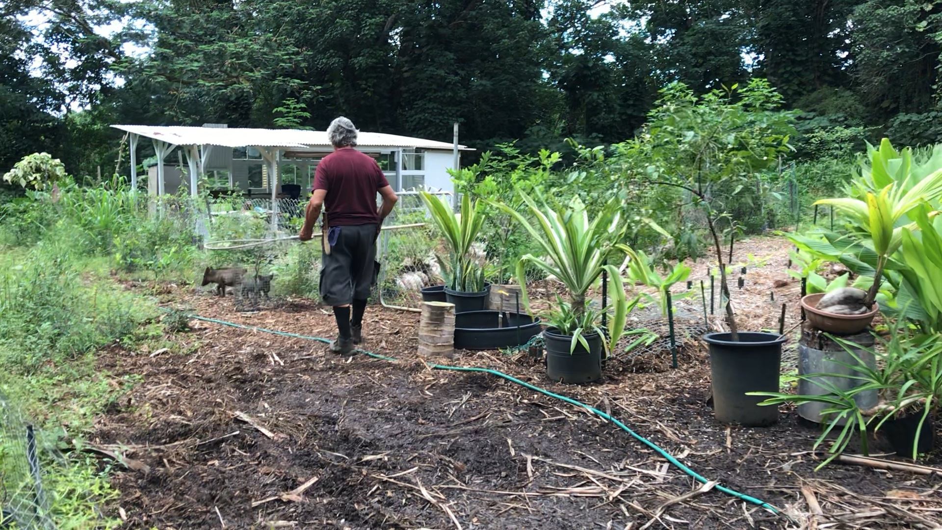 セカンド・ネイチャー・ファーム・ハワイについて | Second Nature Farm Hawaii | ハワイ・オアフ島の森林自然農園 ...