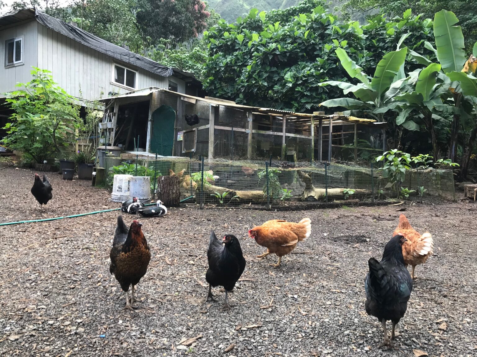 A mongoose killed our chickens | Second Nature Farm Hawaii | The forest ...