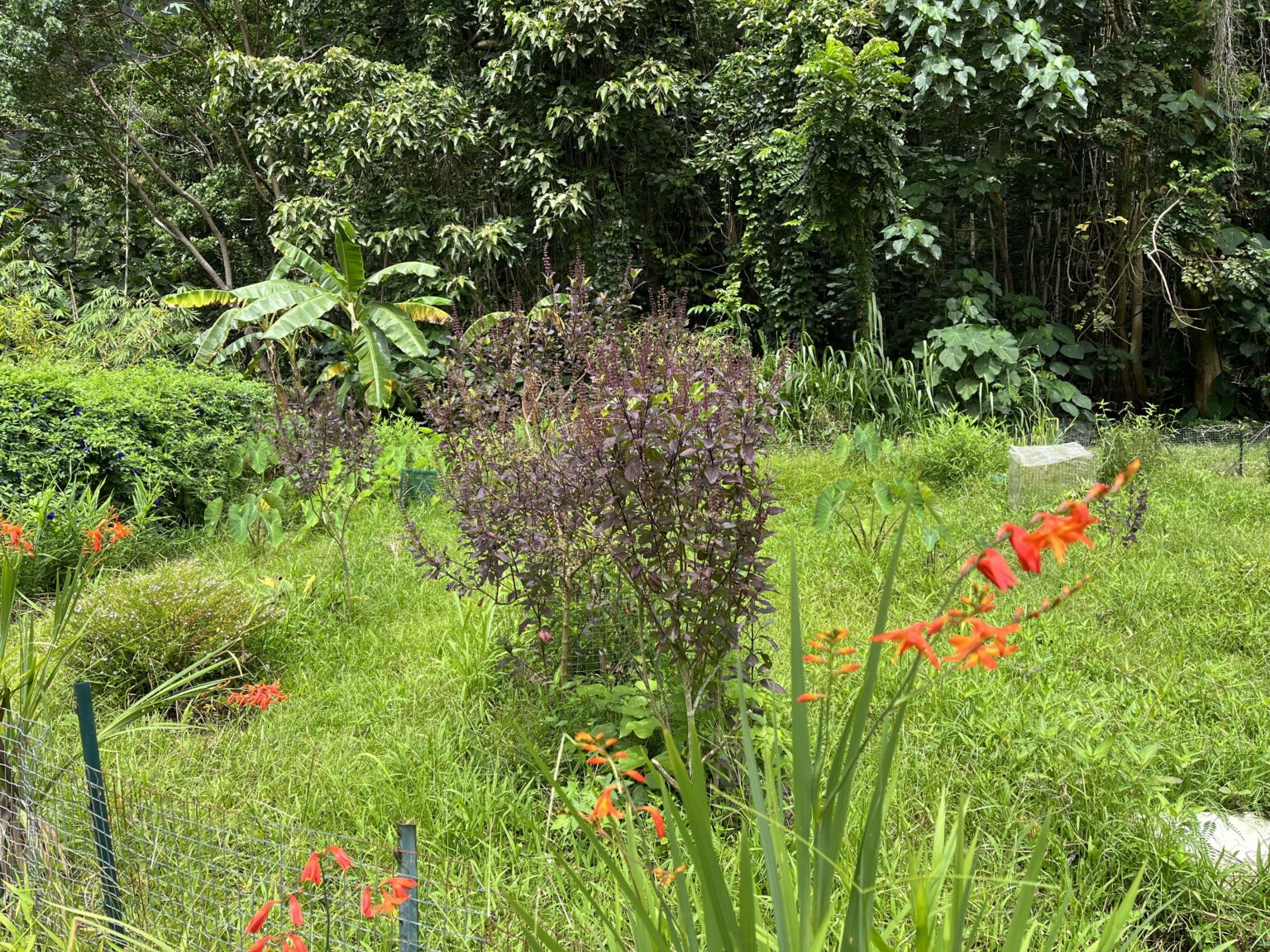 Tulsi, or Holy Basil – ‘Queen of Herbs’ | Second Nature Farm Hawaii ...