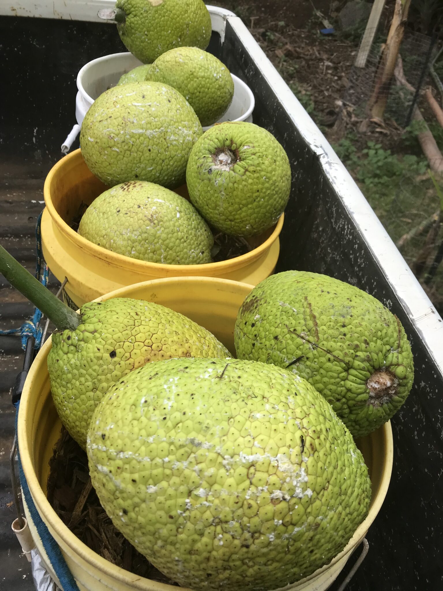 Ulu trees at their peak of the year | Second Nature Farm Hawaii | ハワイ ...